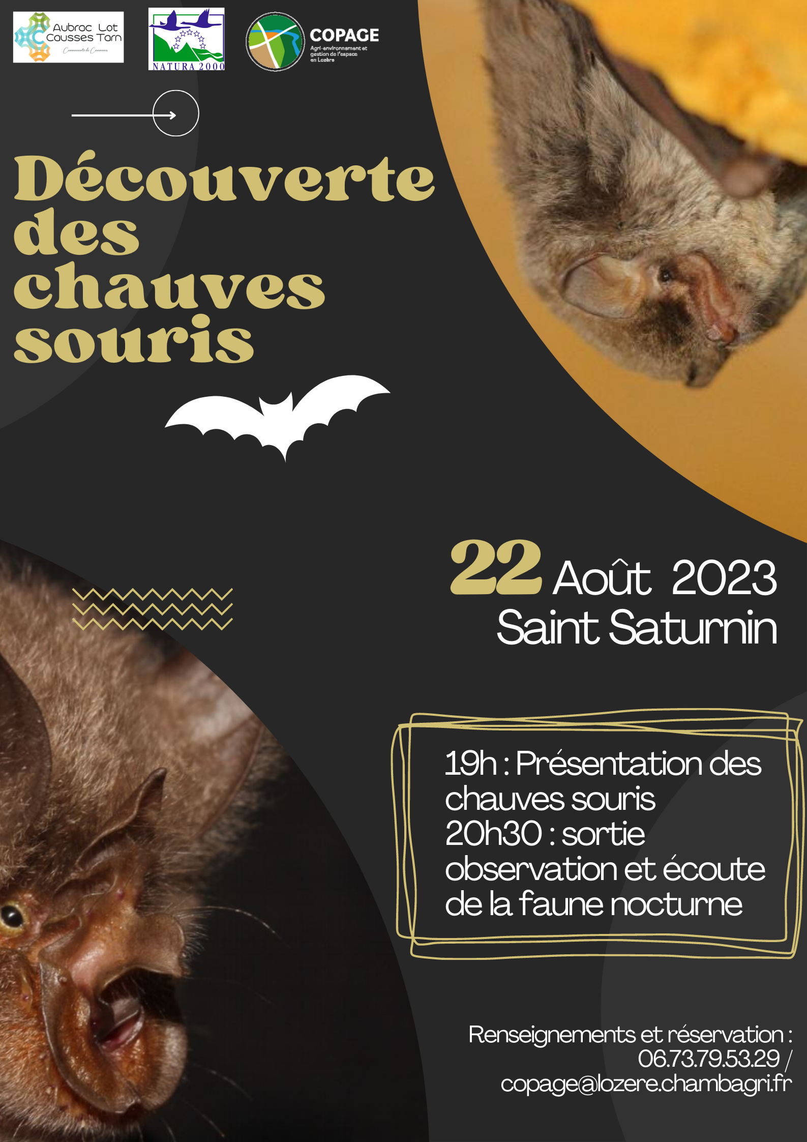 Découverte des chauves-souris | Réel 48